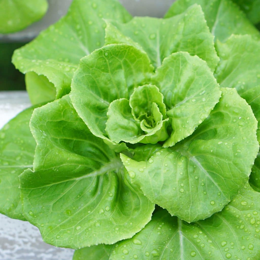 Six Reasons Perlite Is the Most Sustainable Soil Media · Dicalite ...