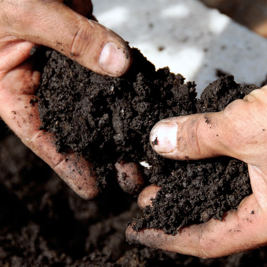 Three Benefits of Silicon as a Soil Conditioner · Dicalite Management Group