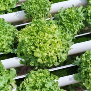 How Perlite Is Used for Hydroponic Gardens · Dicalite Management Group