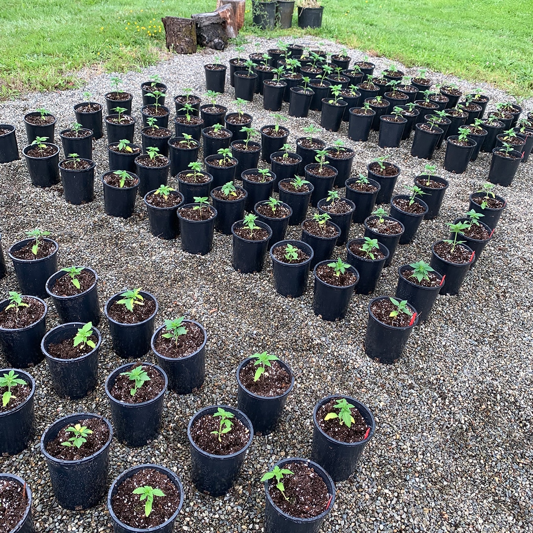 Three Reasons Horticultural Soil Medias Are on the Rise · Dicalite ...